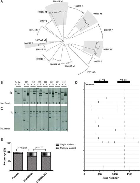 Envelope Sequence Analysis A Neighbour Joining Tree Of Envelope