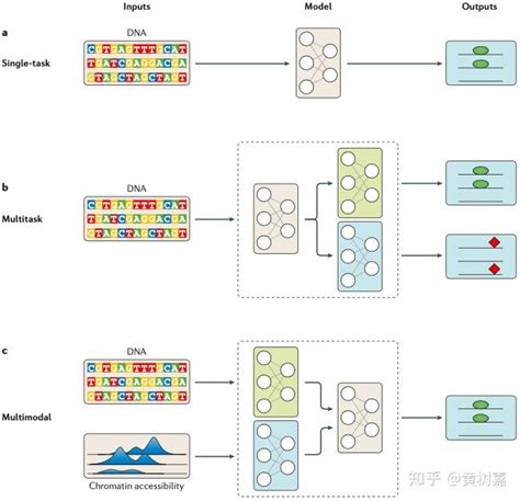 基因组学中的深度学习 知乎