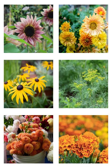 Best Native Flowers For Cutting At Jose Cheung Blog