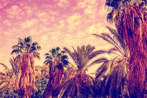 일몰 하늘에 대 한 트로픽 야자수의 그로브 열 대의 저녁 풍경 고풍스런에 대한 스톡 사진 및 기타 이미지 고풍스런 나무 나뭇가지 Istock