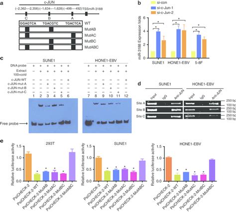 Confirmation Of C Jun Transcription Factor Binding Sites In The Download Scientific Diagram