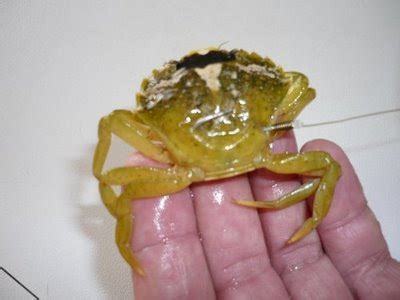 Dexagoaxivares Cangrejo Verde O Cámbaro Recien Mudado Anzuelado