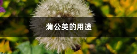 蒲公英 花百科