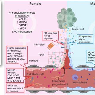 PDF Sex Differences In Cancer Mechanisms