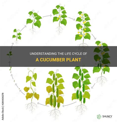 Understanding The Life Cycle Of A Cucumber Plant Shuncy