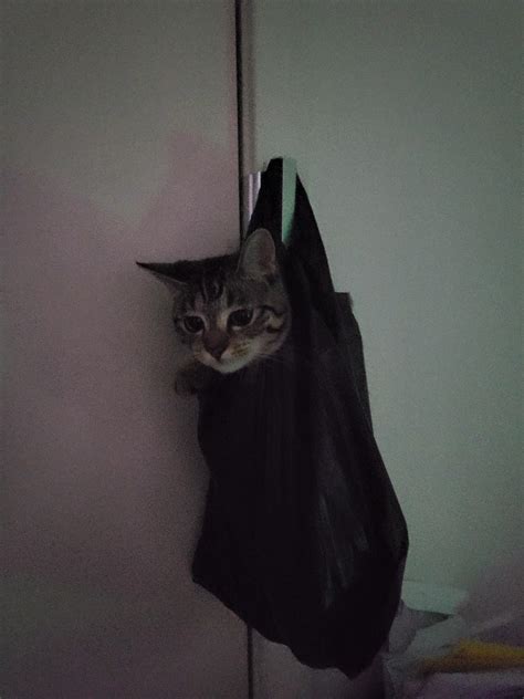 My Crazy Girl Penny Rpaymoneywubby