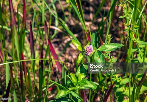 Trifolium Pratense 붉은 클로버 여름에는 초원에서 귀중한 꽃을 모으십시오 약용 및 꿀을 함유 한 식물 사료 및 민간 요법에서 의학적으로 조각 된 야생 허브 0