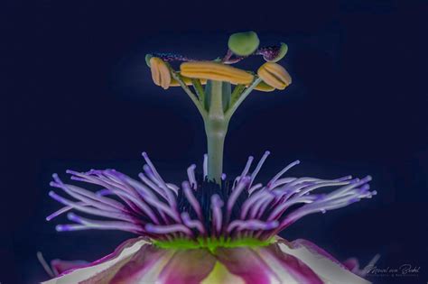 Macrofotografie Dagdeel Fotoschool Den Haag