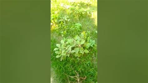 বেগুন খেত Youtube