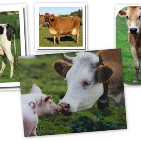 Cattle Breeds Dataset Kaggle