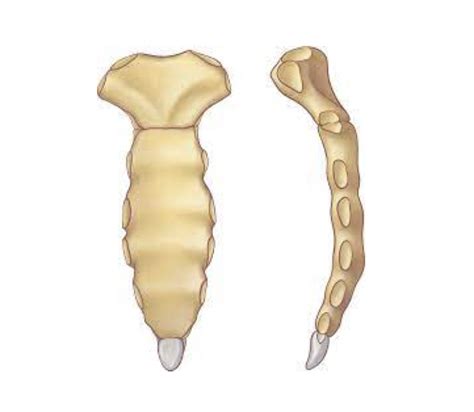 Sternum Labeling Diagram Quizlet
