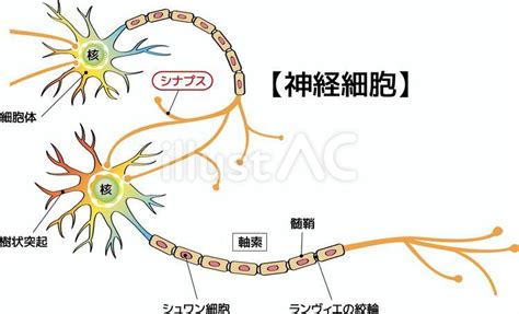 神経細胞のイラストイラスト No 24190898｜無料イラスト・フリー素材なら「イラストac」