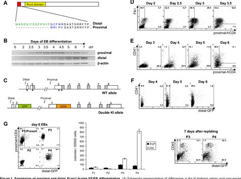 Figure 1 From The Differential Activities Of Runx1 Promoters Define