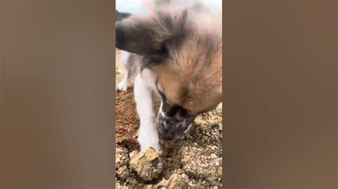 감자는 땅파는 선수 Youtube