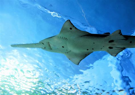 Sawshark Pristiophoridae
