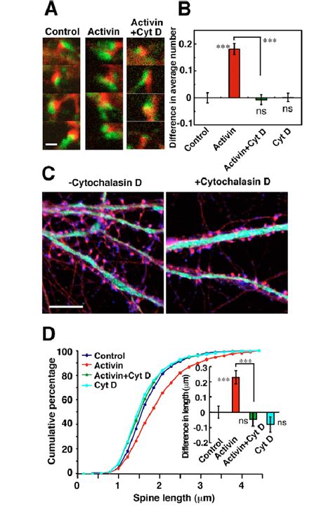 Inhibition Of Actin Dynamics Suppresses The Effect Of Activin On Spinal