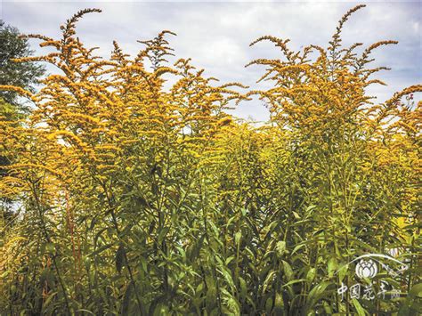 重点管理外来入侵物种名录出炉加拿大一枝黄花鳄雀鳝入选 中国花卉网