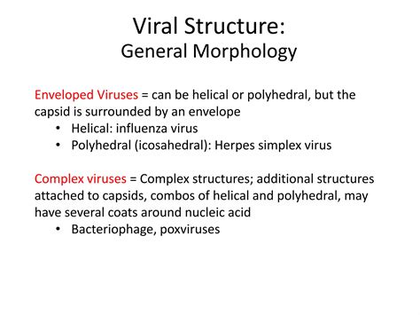 8 Virus Structure Multiplication Ppt