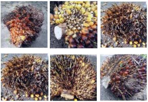 Figure 1 From Deep Learning For Oil Palm Fruit Ripeness Classification With Densenet Semantic