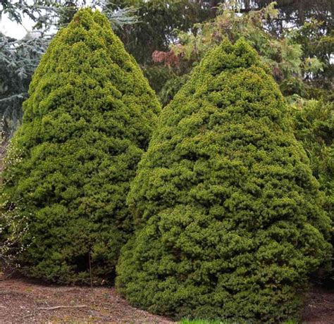Dwarf Alberta Spruce Wading Manor Nursery