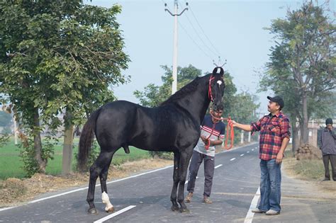 نیک زی شال های نخی خنک و خوشرنگ و خوس طرح با نقوش