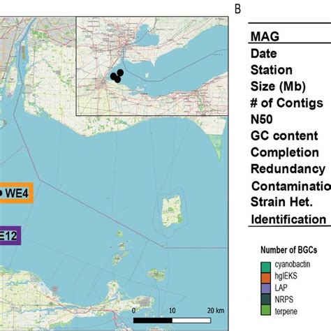 Metabolic Reconstruction Of Core Pathways For Nitrogen Fixing Mags A Download Scientific