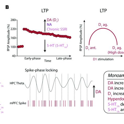 Cholinergic Neuromodulation Of Hpc Mpfc Communication A Hpc Mpfc Download Scientific