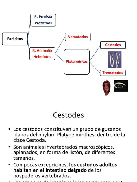 Cestodos Características Y Patologías Pdf Especialidades Medicas