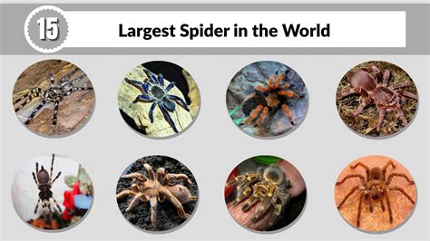 15 Largest Spider In The World Identification Habitat And Pictures