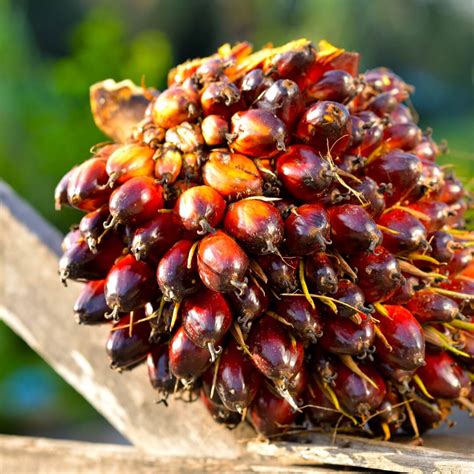 Palm And Palm Kernel Oil Use In The Oleochemical Sector Efeca