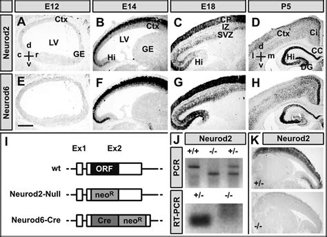 Neuronal Basic Helixloophelix Proteins Neurod26 Regulate Cortical