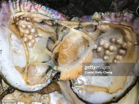 Pearl Clam Photos And Premium High Res Pictures Getty Images