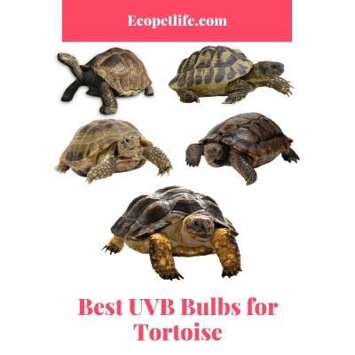 Best UVB Bulbs For Tortoise To Buy Now UPDATE