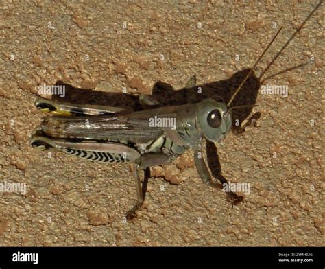 Differential Grasshopper Melanoplus Differentialis Stock Photo Alamy