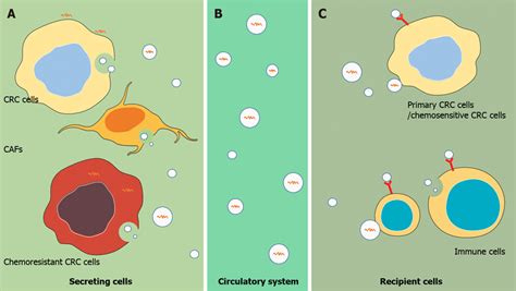 The Process Of Exosomal Long Non Coding Rnas Secretion Transportation Download Scientific