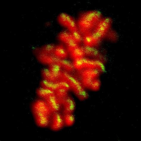 Human Chromosomes In Metaphase Light Acheter Une Photo 13672545 Science Photo Library