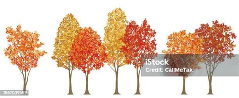 길가의 나무 에서 가을 색 벡터 일러스트 레이 션 고립 통하고 있는 A 백색 배경 나무에 대한 스톡 벡터 아트 및 기타 이미지 Istock