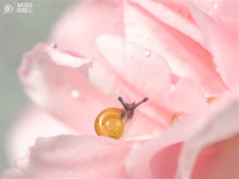 I Took A Walk In A Flower For The First Time🌼🐌 初めて花の中を散歩したよ🌼🐌 Hdot