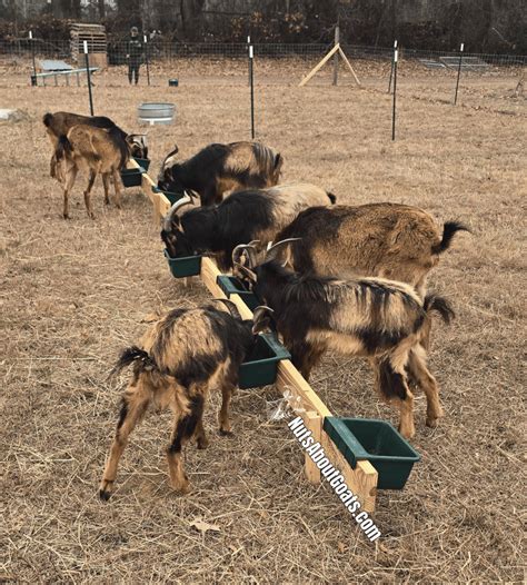 Goat Tips And Tricks Goat Pallet Shelter Goat Hay Feeder