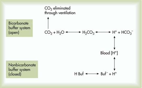 Renal Buffer System