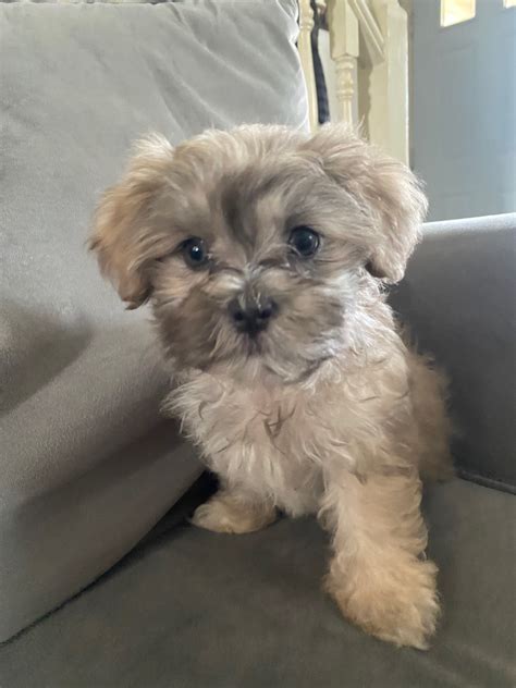 Find Teddy Bear Puppies For Sale In Indianapolis Indiana