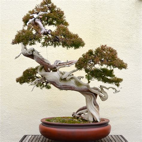 Bonsai Tree Drawing At PaintingValley Com Explore Collection Of Bonsai Tree Drawing