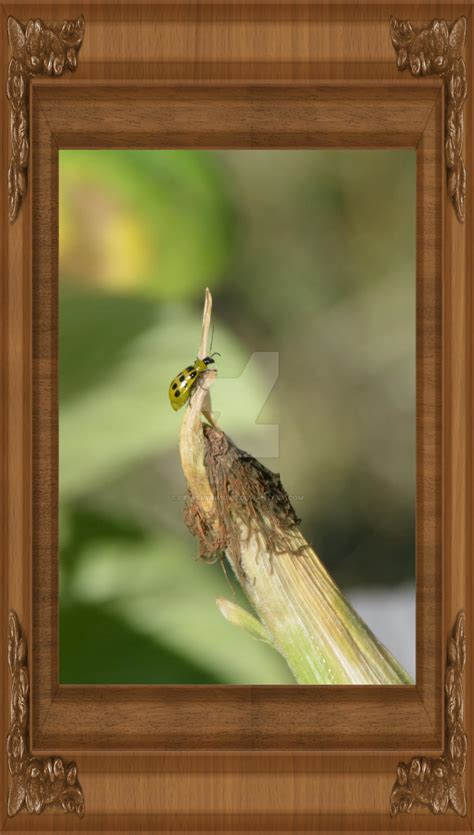 Bug Being A Bug By Dfpverylimited On Deviantart