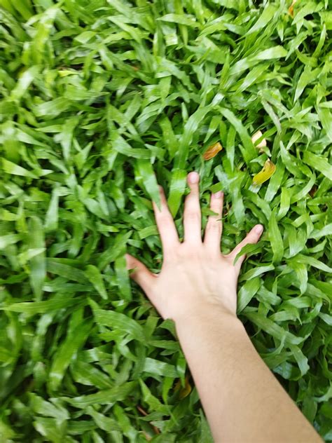 Touched Grass Genshin Impact Hoyolab