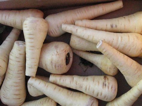 Parsnip Plant Lore