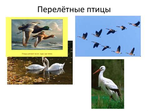 «Путешествие в осенний лес в подготовительной группе детского сада презентация онлайн
