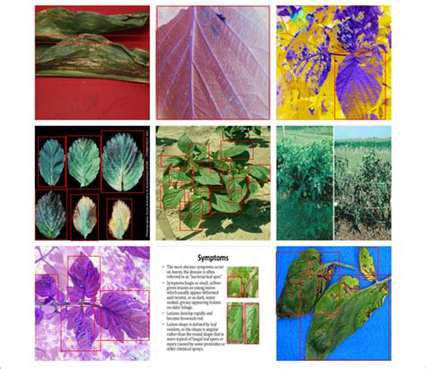 the detection results of ssd in the dataset download scientific