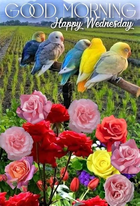 Happy Wednesday Flowers