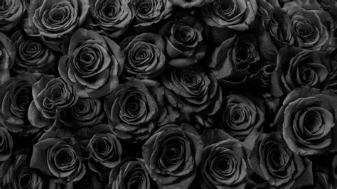 Black Rose History Symbolism Cultivation And Varieties