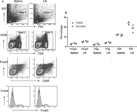 Fluorescence Activated Cell Sorting Facs Analysis Of Foxp3⁺ Tregs
